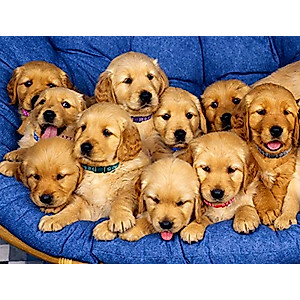 Ameolela Puppy ID Collars Identification Whelping Soft Nylon Adjustable Breakaway Safety Litter Collars for Newborn Pets and Small Dog 14 pcs/Set