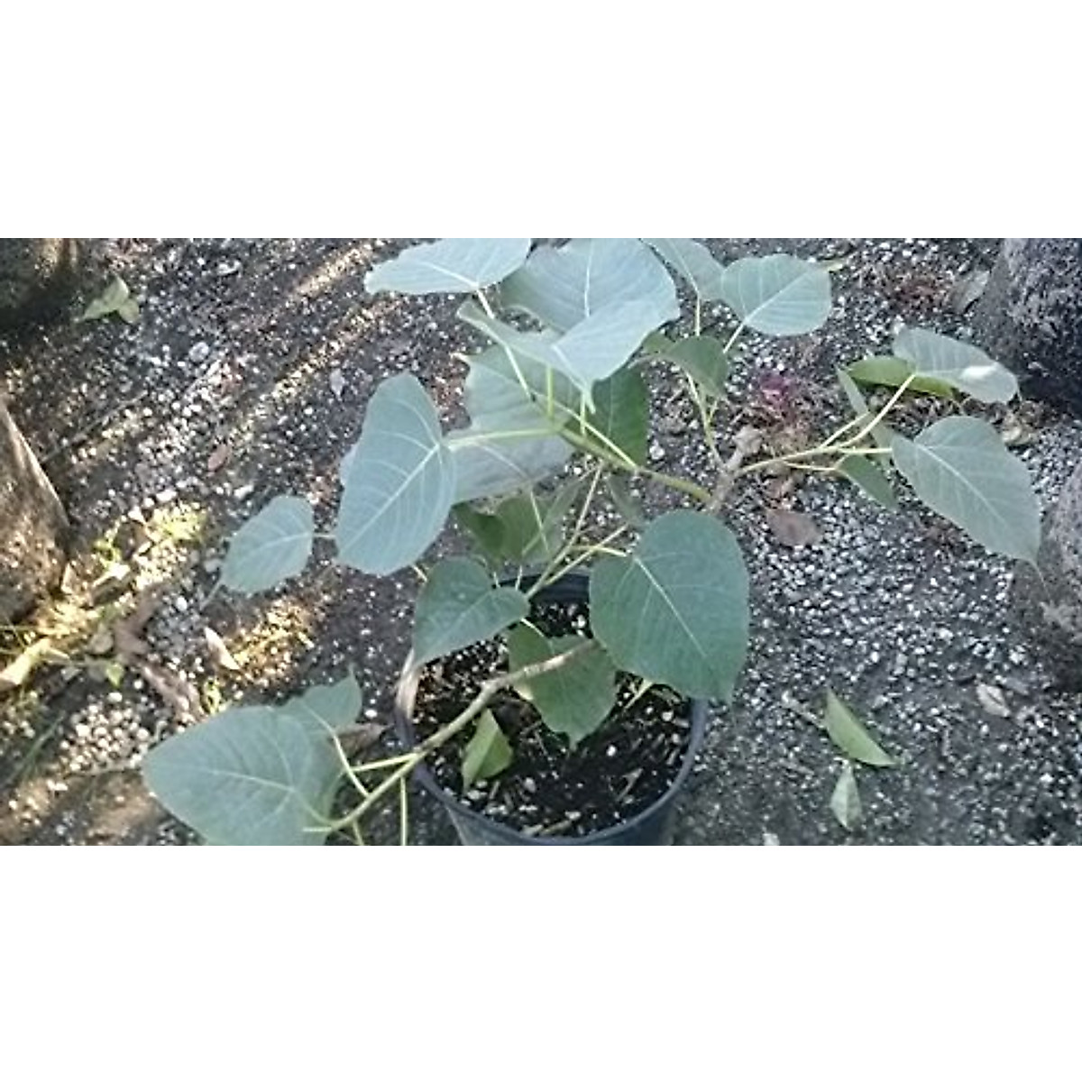 9EzTropical- Bodhi Tree Ficus - 1 Plant - 2 Feet Tall - Big Trunk - Great for Bonsai - Ship in 1 Gal Pot