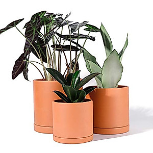 POTEY Terracotta Planter with Drainage Hole and Saucer - 6 Inch 5 Inch 4 Inch Indoor Cylindrical Plants Flower Containers Unglazed Clay Pots - Set of 3, 222231