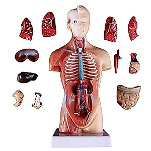 11inch Human Torso Body Model,Anatomy Medical Internal Organs Teaching Tools,15Removable Parts