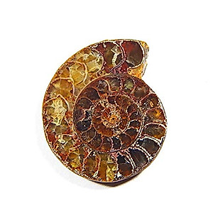 XUETZALCOATL Aparaajitah Sudarshan Shaligram 1.5cm - 2.5cm from Kali Gandaki 1 pcs