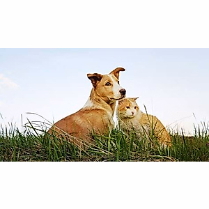 cat Skin Irritation - Pets Turmeric with Organic Coconut Oil - Dogs and Cats - Added Hemp Oil Extract - Powerful - Dog Hemp Hip and Joint Supplement - 2 Bottles (240 Treats)