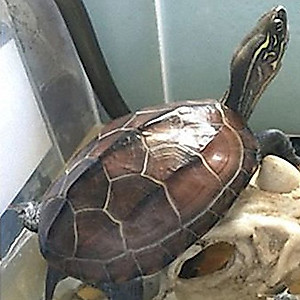 OMEM Natural Reptile Decorative Dinosaur Skull Hideaway Resin Made (L)