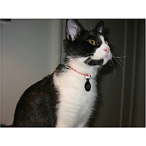 National Leash Blue Eyes - Adjustable Breakaway CAT Safety Collar - Bikini Model