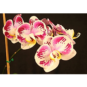 Orchid Love- The World's Greatest Orchid Food!(Net 32 fl oz. concentrate: yields 16 to 32 gallons)