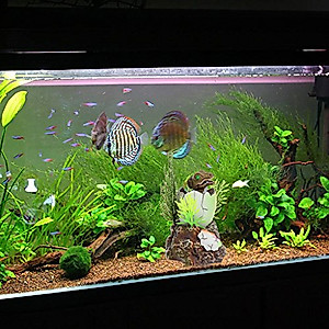 TERNCOEW Aquarium Decorations Small Ornaments Baby Dinosaur In Egg For Fish For Tank Aquatic Pet Supplies With Air Hose Aquarium Heater Light Thermometers Gravel Sand Decorations