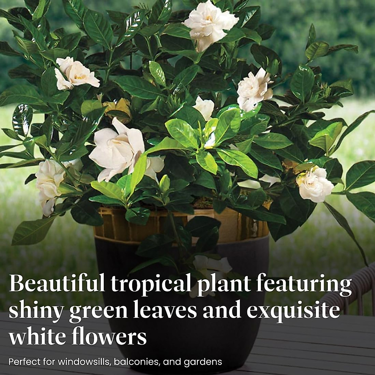 American Plant Exchange Gardenia Veitchii Bush, Fragrant White Flower Blooms, Live Gardenia Plant, 6-Inch, Ideal for Home and Garden Decor