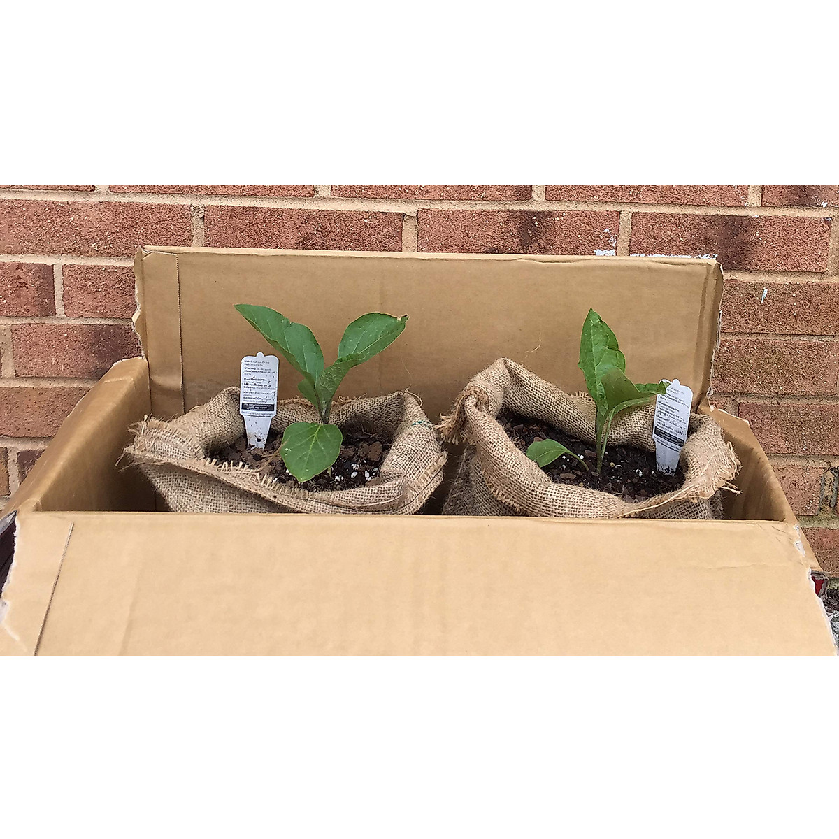 4 Pack Premium Large Burlap sack Bags | 4Piece Set | 24 x 40 inch | New Coffee Bag | Potato Bag | Sack Race | Seed Preserve Sack | Natural Jute Product | made by 10 Ounce Burlap Fabric (4)