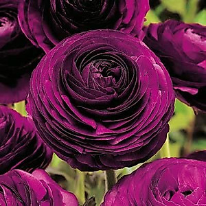 Ranunculus Bulbs - Violet - 100 Bulbs - Purple Flower Bulbs, Corm Attracts Bees, Attracts Pollinators, Easy to Grow & Maintain, Fragrant, Container Garden