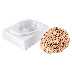 WICHEMI Human Brain Model 9-Part Model of Brain Life Size Brain Anatomy Model w/Display Base for Teaching Neuroscience with Vessels Science Classroom Study Display Learning Medical Model
