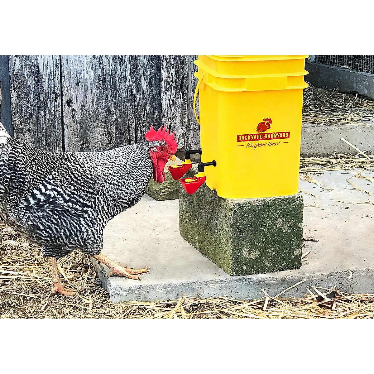 Backyard Barnyard 4 Pack NO PECK Poultry Cup Waterer Drinker for Chicken Ducks Quail (Hardware Included) Chooks Bebederos para Gallinas