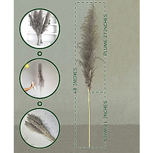 Natural & Dried Pampas Grass Plant Tall Gray 48"/120Cm 5 Stem 27+ Inch Plume for Flower Arrangement & Vase Decoration – Boho Bohemian Garden & Farmhouse Luxury Decor for Home,Wedding