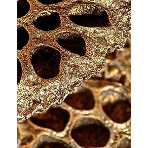 Posterazzi Lotus Pods II Poster Print by Monika Burkhart, (22 x 28)