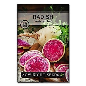 Sow Right Seeds - Watermelon Radish Seed for Planting - Non-GMO Heirloom Packet with Instructions to Plant a Home Vegetable Garden - Great Gardening Gift (1)