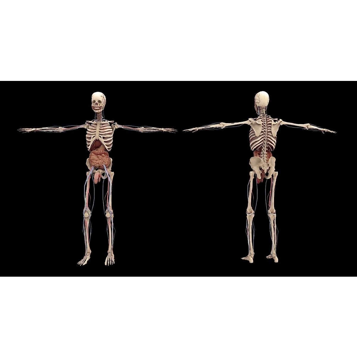 Posterazzi 3D rendering of human skeleton with internal organs Poster Print, (19 x 10)