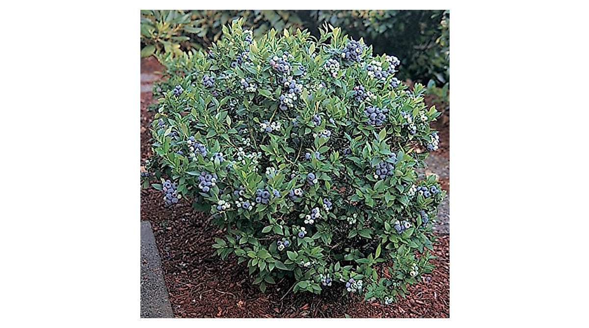 Blueberry Plants Top Hat Dwarf - 4 Pack for Container Growing