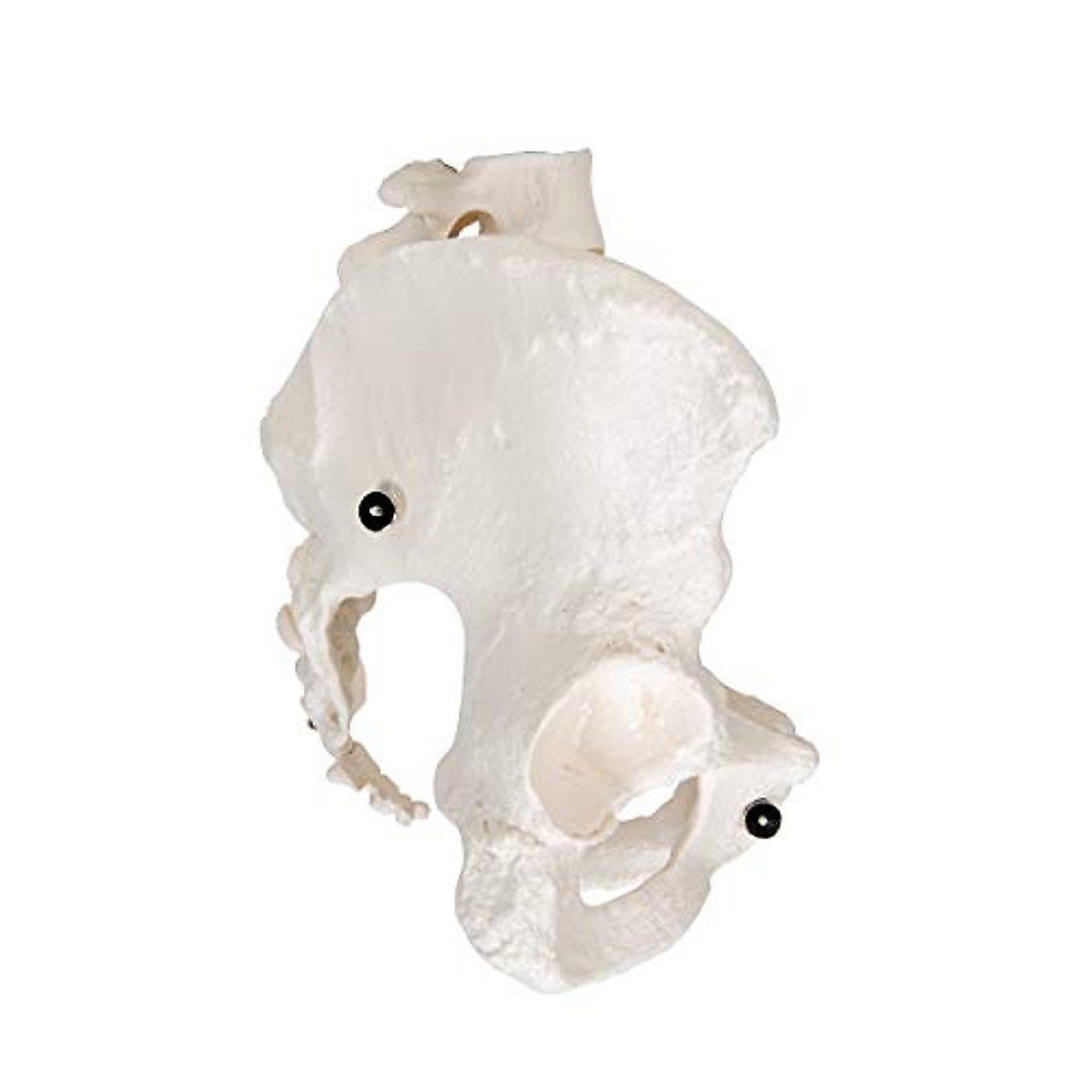 3B Scientific A61 Female Pelvic Skeleton - 3B Smart Anatomy
