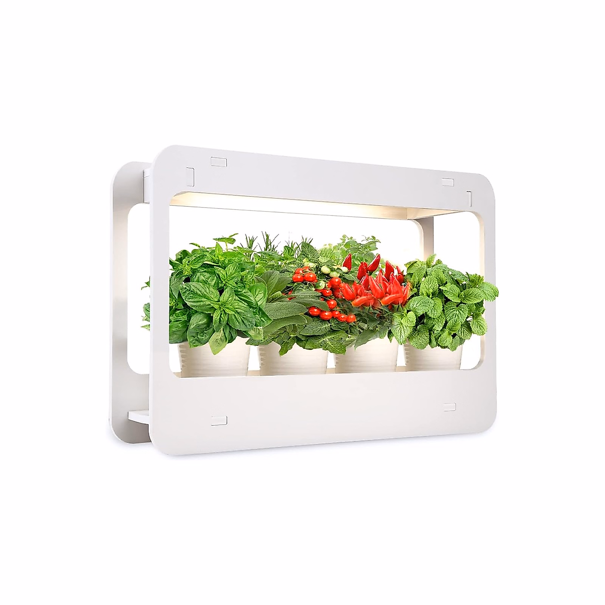 TORCHSTAR LED Indoor Herb Garden, CRI 95+, Herb Grower Light with Timer, Indoor Gardening System, Full Spectrum Light, 24V Garden Kit for Plant Grow Novice, White, 4000K, Pots & Plants Not Included