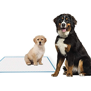 Berkley and Jensen Pet Training Pads, 100 ct.