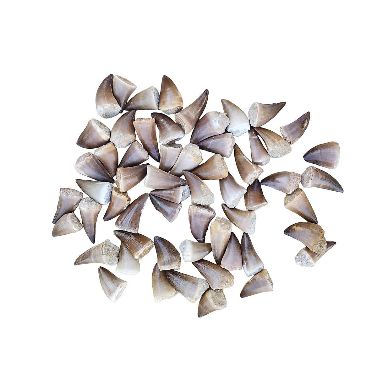 Real Mosasaur Tooth Fossil Dinosaur Tooth Fossil Dinosaur Fang