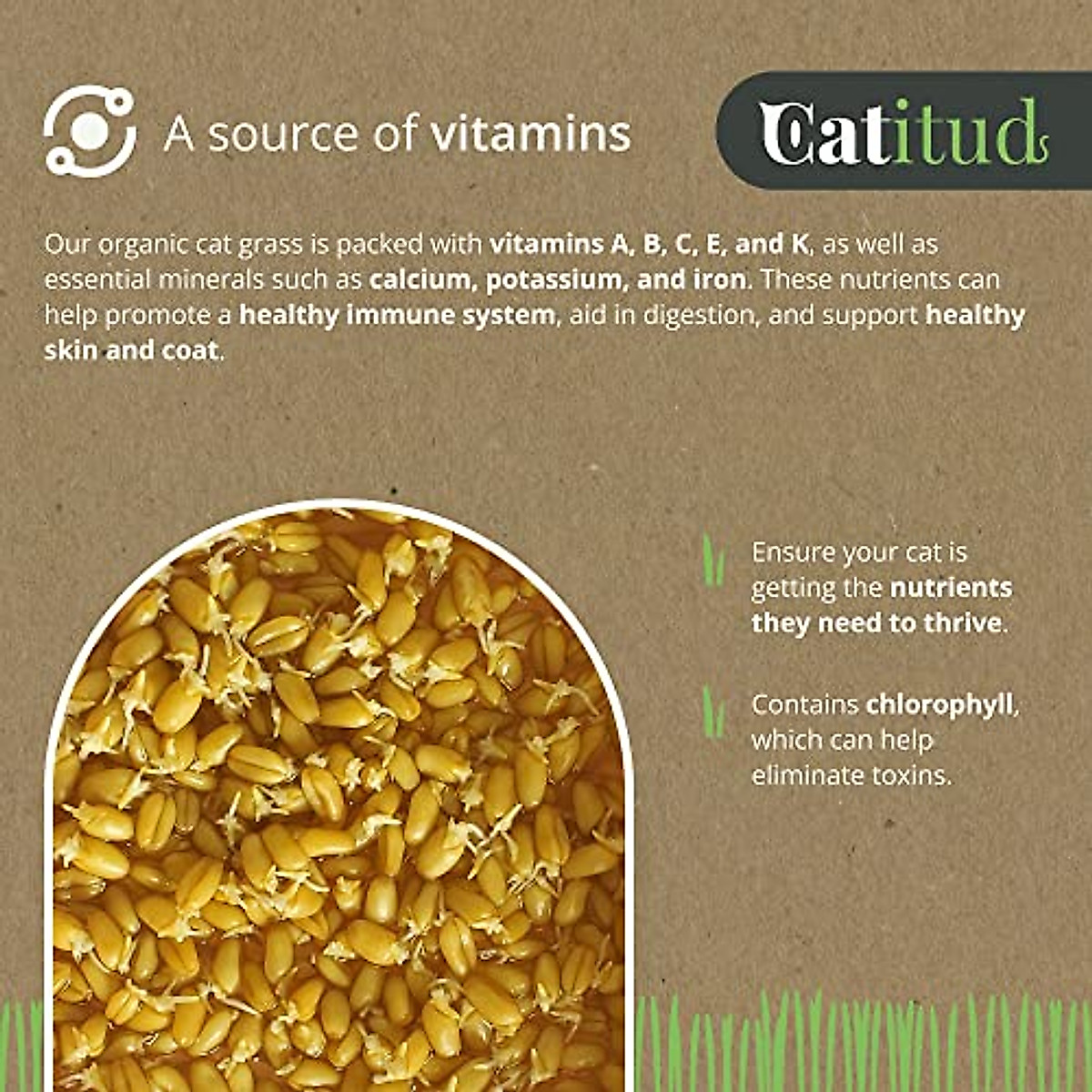 CATITUD | Cat Grass Growing Kit with 5 Packets HYDROPONIC Seeds | Cat Grass Kit Includes Pot with Non-Slip Base | Cat Grass for Indoor Cats with Planter, Best Gift for Cats