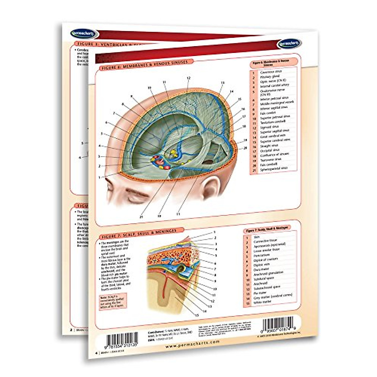Permacharts Brain - Human Brain Chart- 8.5" x 11" Laminated Medical Quick Reference Guide