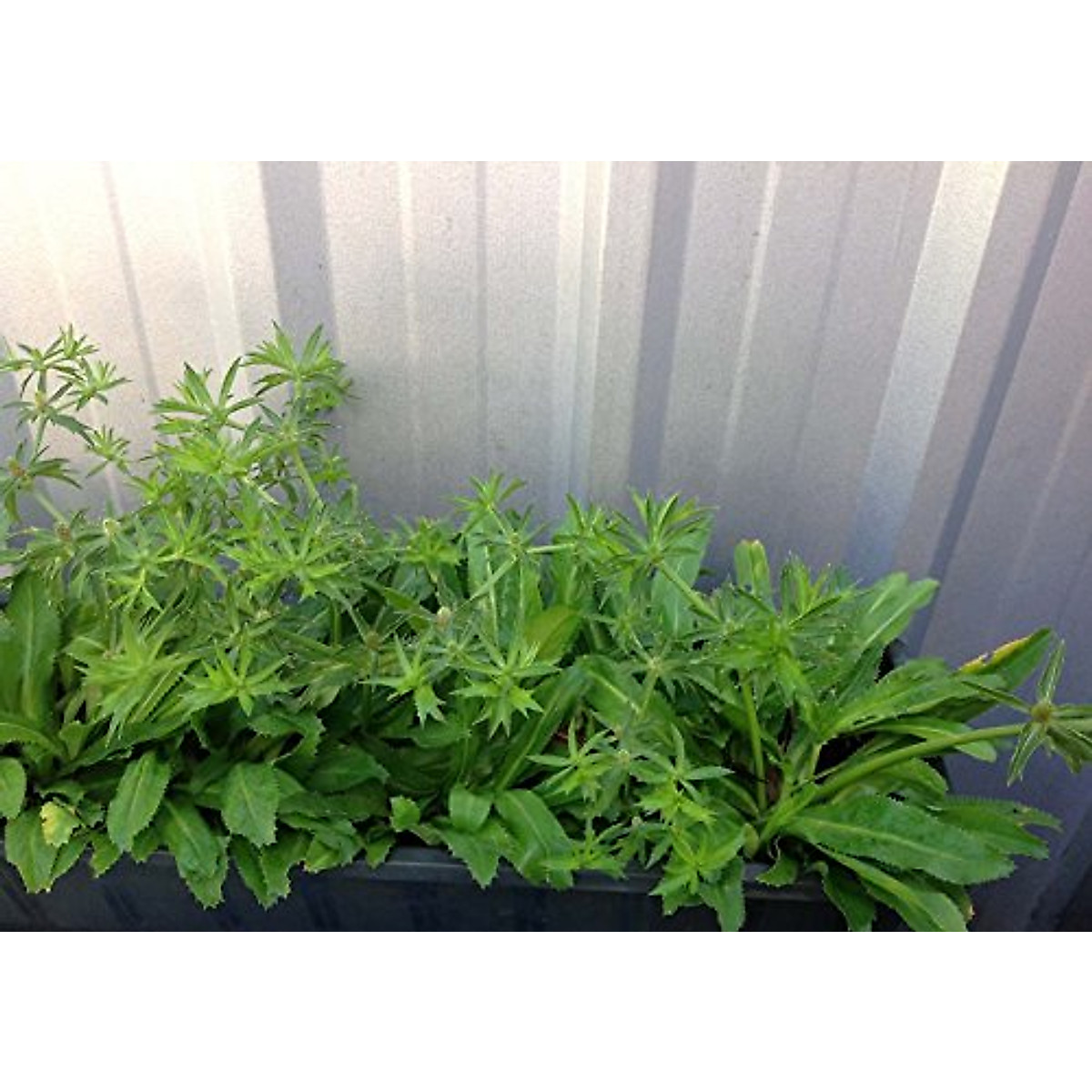 1000 Premium Organic Culantro - NGO GAI - Mexican Coriander - Thai Parsley - Recao - Seeds by Happy Seeds & Garden
