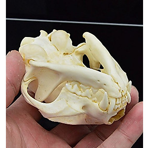 Hot Raccoon Skull Taxidermy Supplies Art Bone Vet Medicine 1:1 Lucky Cat