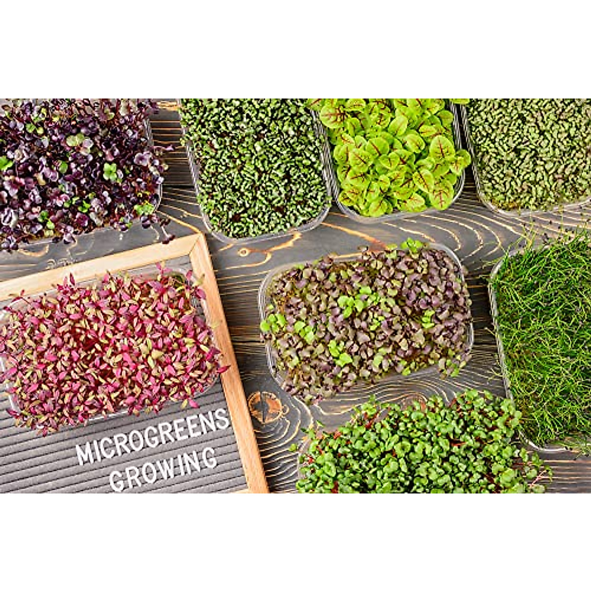 "Basic Salad Mix" Microgreens Seeds for Planting, 300+ Premium Heirloom Seeds, Indoor/Outdoor, (Isla's Garden Seeds), Non GMO, 85-90% Germination, Fun Home Garden Gift