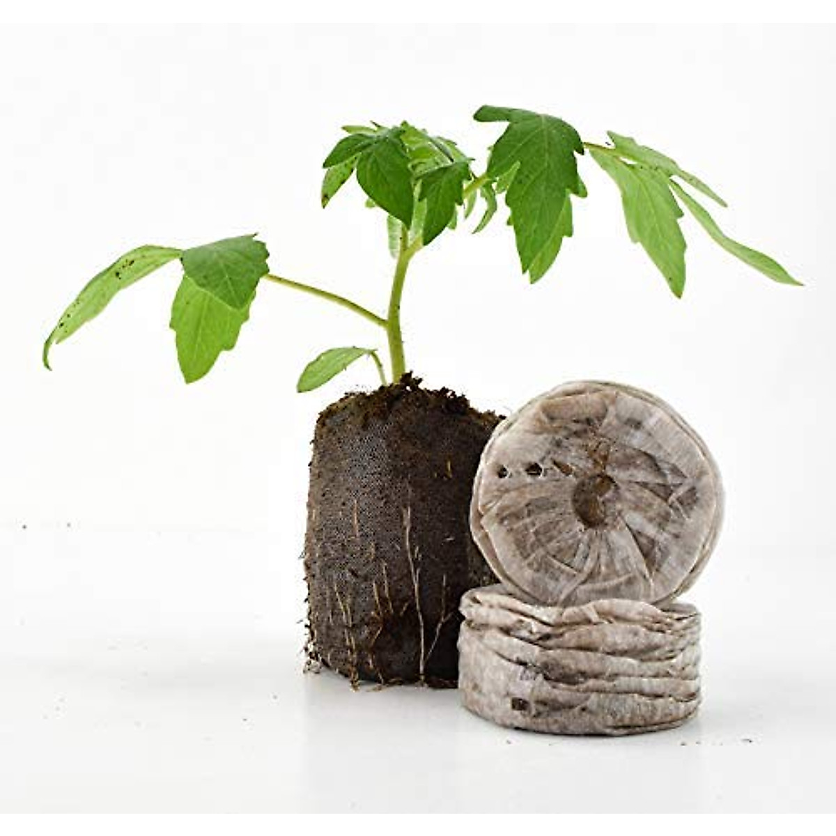 Gardentrends Jiffy Super Pellets - Expands to 2" Diameter (50 mm) x 3-1/4" Tall - 50ct