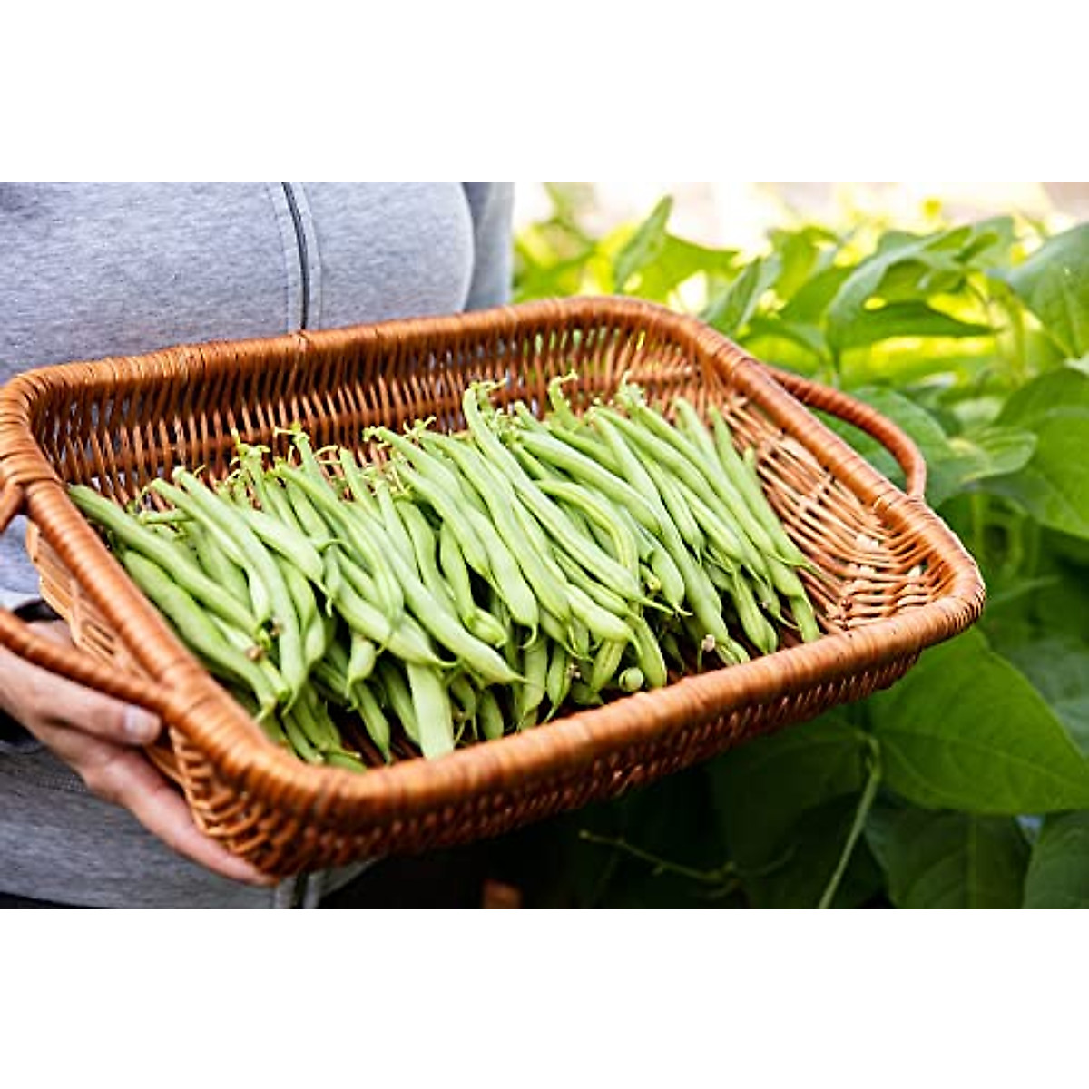 Roma II Italian Bush Bean Seeds for Planting, 30+ Heirloom Seeds Per Packet, (Isla's Garden Seeds), Non GMO Seeds, Botanical Name: Phaseolus vulgaris, Great Home Garden Gift