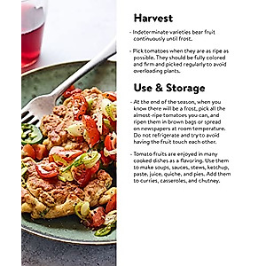 Burpee Sun Gold Hybrid Non-GMO Home Garden | Sweet Orange Cherry Tomatoes | Best Vegetable Planting, 30 Seeds