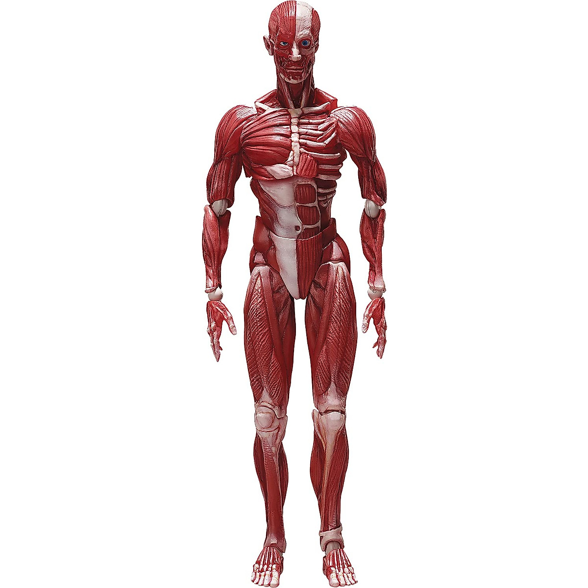 FREEing Human Anatomical Model Figma Action Figure,Multicolor