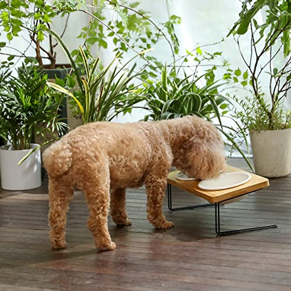 FUKUMARU Elevated Cat Ceramic Bowls, Small Dog 15° Tilted Raised Food Feeding Dishes, Solid Bamboo Water Stand Feeder Set for Cats and Puppy