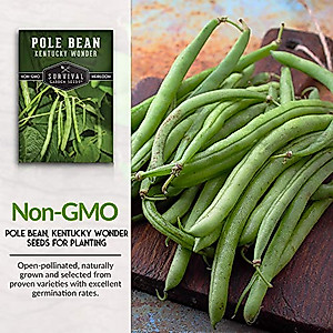 Survival Garden Seeds - Kentucky Wonder Pole Bean Seed for Planting - Packet with Instructions to Plant and Grow Delicious Snap Beans in Your Home Vegetable Garden - Non-GMO Heirloom Variety