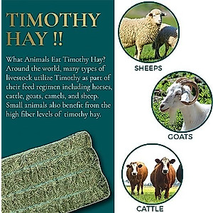Bunny Honey Timothy Hay for Pets - Premium Quality All-Natural Feed for Rabbits, Guinea Pigs, and Chinchillas (Timothy5LB)