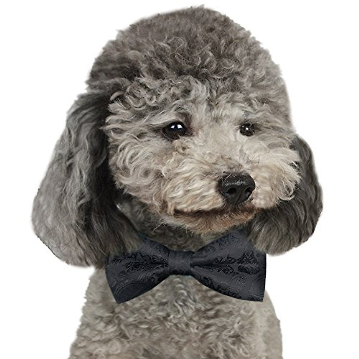 YOY Handcrafted Adorable Pet Bow Ties - 6-pack Adjustable Neck 11"-20" Paisley Bowties Dog Collar Neckties Kitty Puppy Grooming Accessories for Doggy Cat, 6 Colors