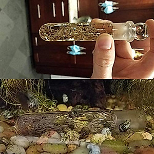 Windspeed Planaria Trap Catch Trap Leeches Catcher, Aquarium Supplies Clear Glass Planarian Leech Trap Tube Catcher 3 Holes for Cherry Shrimp Crystal Red Shrimp Dwarf Shrimp