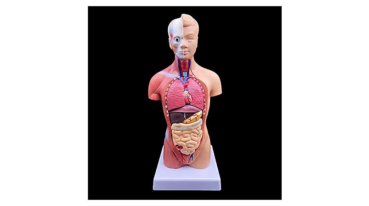 XINDAM Anatomically Accurate Human Torso Model