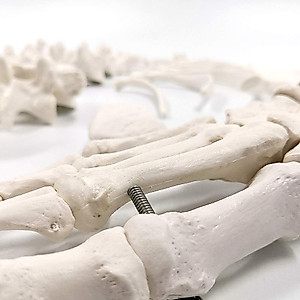 Evotech Disarticulated Human Skeleton Model For Anatomy 67 inch High, Full Size Skeleton Models with Skull, Spine, Bones, Articulated Hand & Foot, for Anatomy Medical Learning