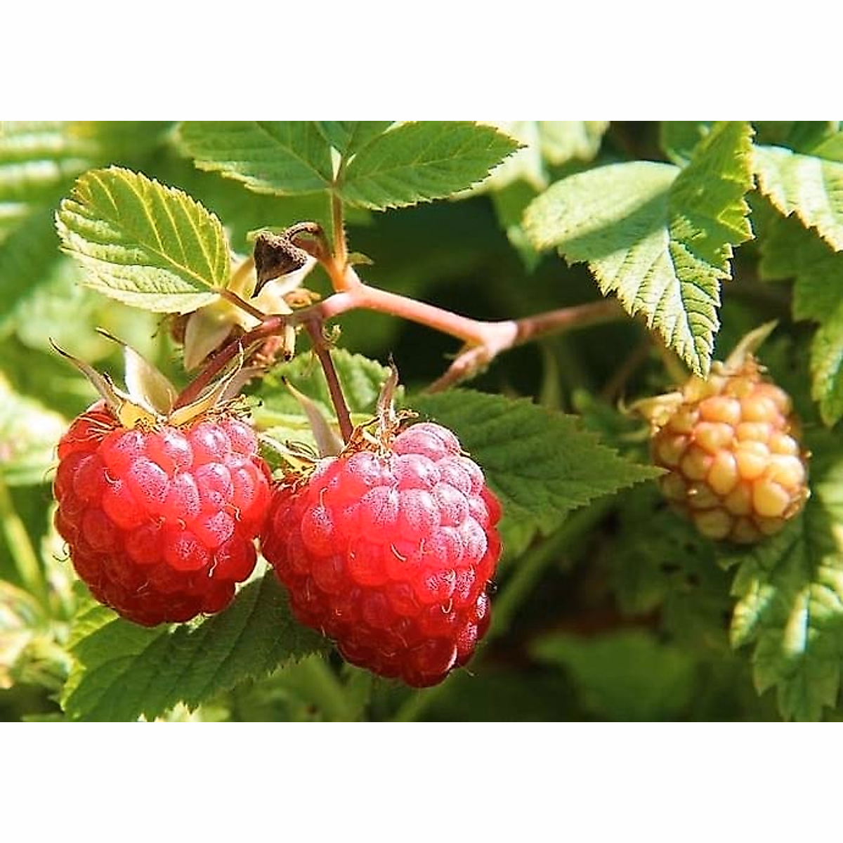 Hydroponic Heirloom Raspberry Seeds for Indoor Garden Planting | 300 Seeds Packet | Raspberry Seeds for Planting
