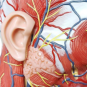 EVOTECH Human Half Head Superficial Neurovascular Model with Musculature, Life Size Anatomical Head Model Skull and Brain for Medical Teaching Learning, Kids Learning Education Display Tool