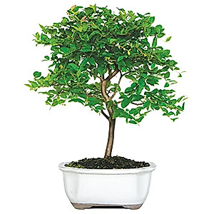 Brussel's Jaboticaba Bonsai - Small - (Indoor)