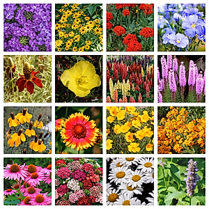 Bulk Wildflower Seed Shaker – Perennial Flower Seeds Mix to Plant Anywhere, by Geva Grow | 20 - Different Type Beautiful Perennial Wildflower Seeds Bulk 900,000+ Seeds, 1 Pound Tub