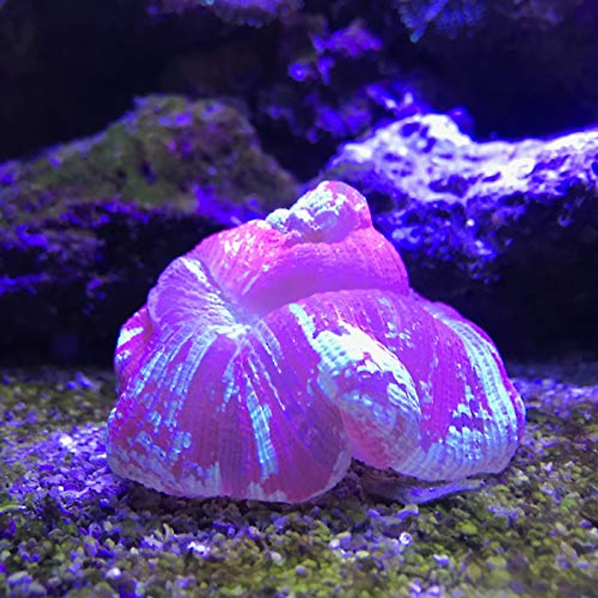 Seachem Reef Plus 500ml