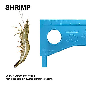 PLIS Dungeness Crab Gauge Measure Multi Shrimp Clam Measuring Tool for Oregon, Washington and California (Blue)
