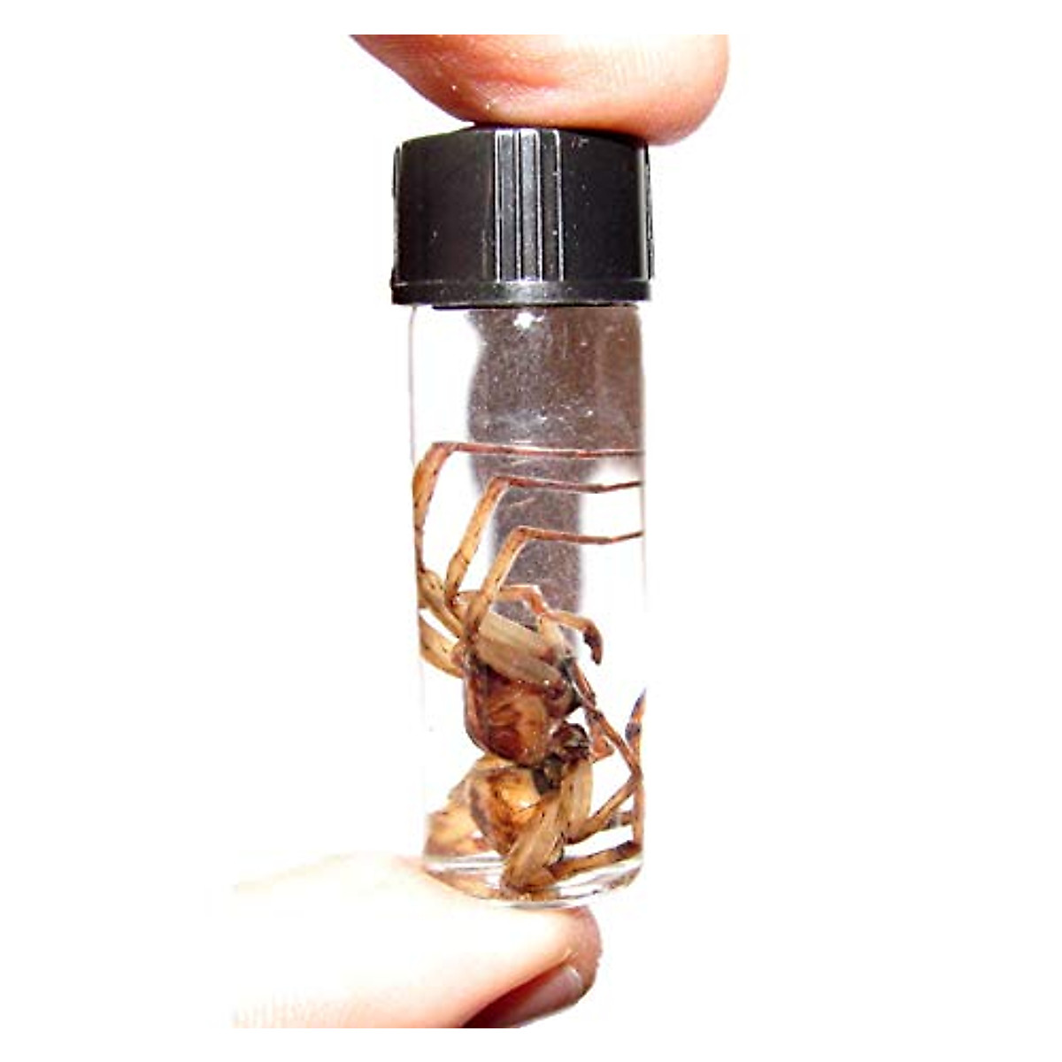 BicBugs Wet Specimen Hogna carolinensis Wolf Spider Arizona