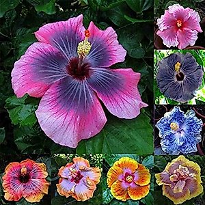Daisy Garden 100 Pcs Mixed Hibiscus Seeds Giant Flowers Perennial Flower