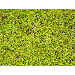 Living Mixed Moss Perfect for terrariums, Bonsai and kokedamas 9"x12" Sheet