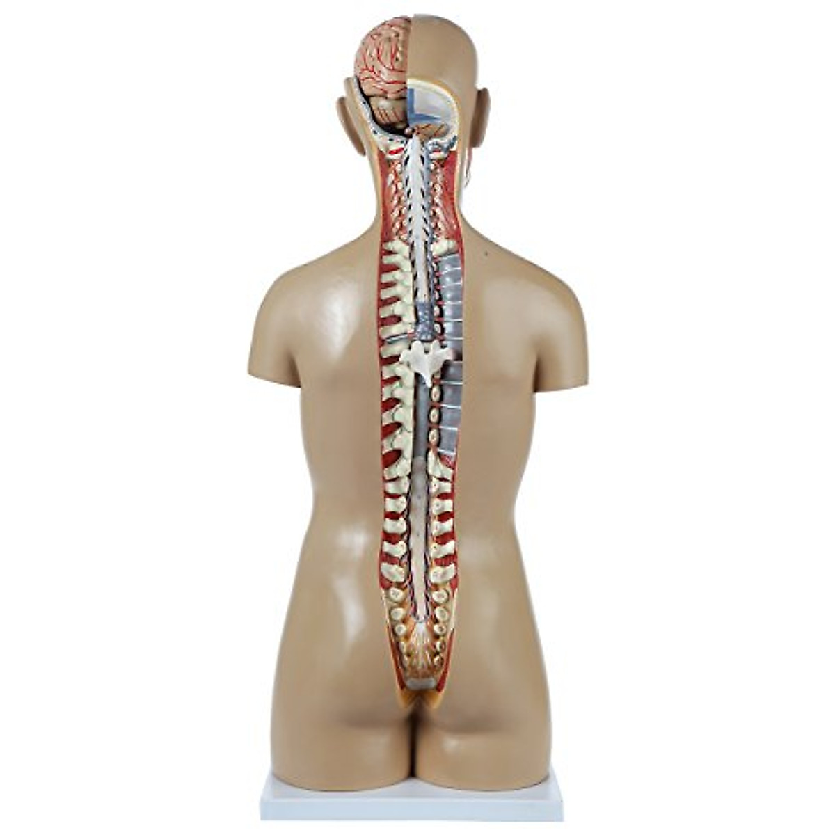 Axis Scientific 18-Part Premium Unisex Human Torso Model | Detailed Life-Size Human Body Model has 18 Removable Human Organs | Includes Detailed Product Manual